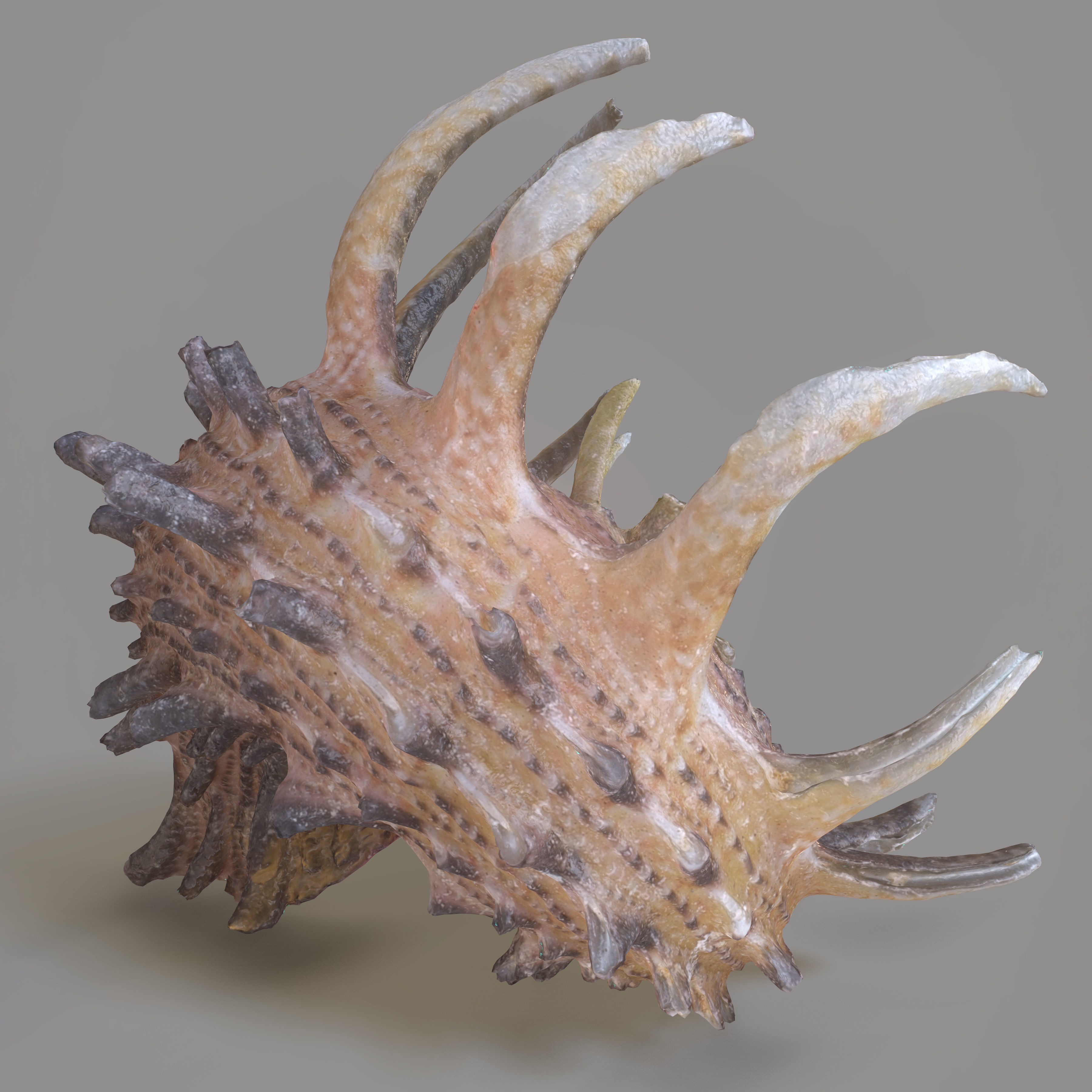 3D model 6 Sea Shell Collection Photorealistic VR / AR / low-poly ...