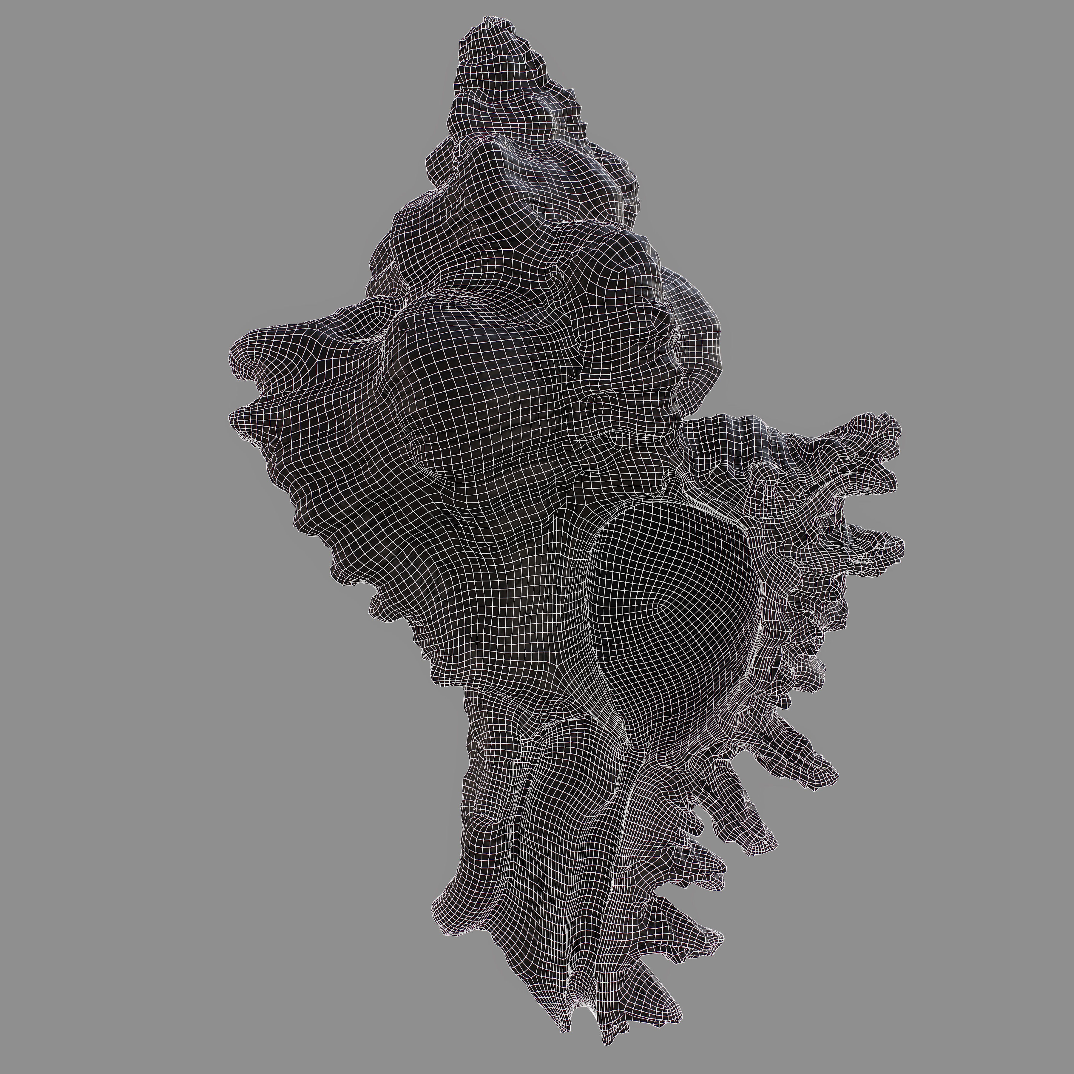 3D model 6 Sea Shell Collection Photorealistic VR / AR / low-poly ...