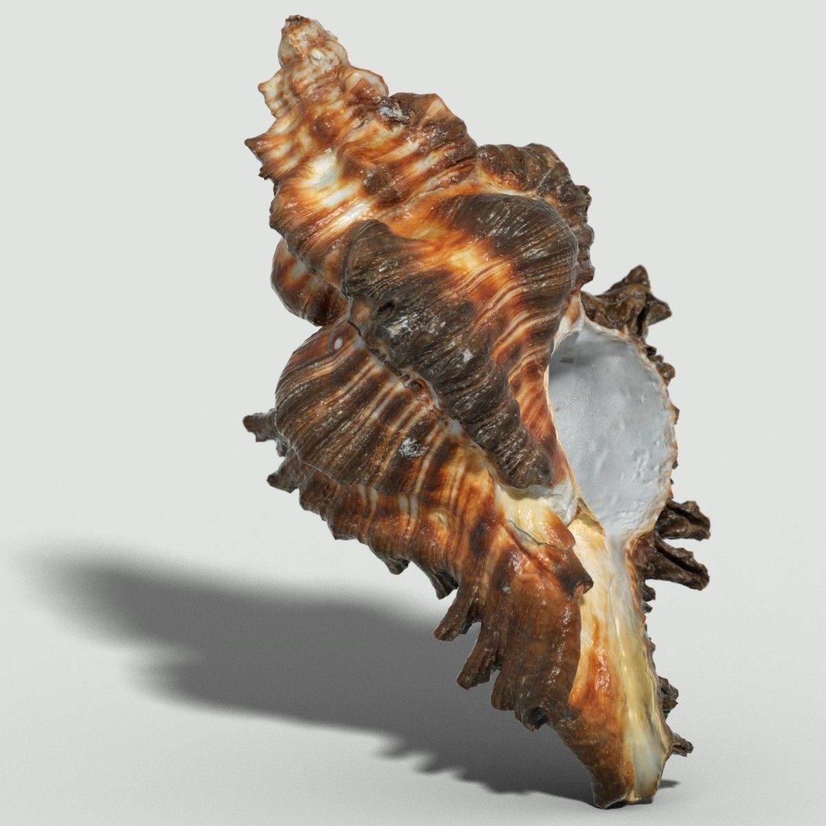 3D model 6 Sea Shell Collection Photorealistic VR / AR / low-poly ...