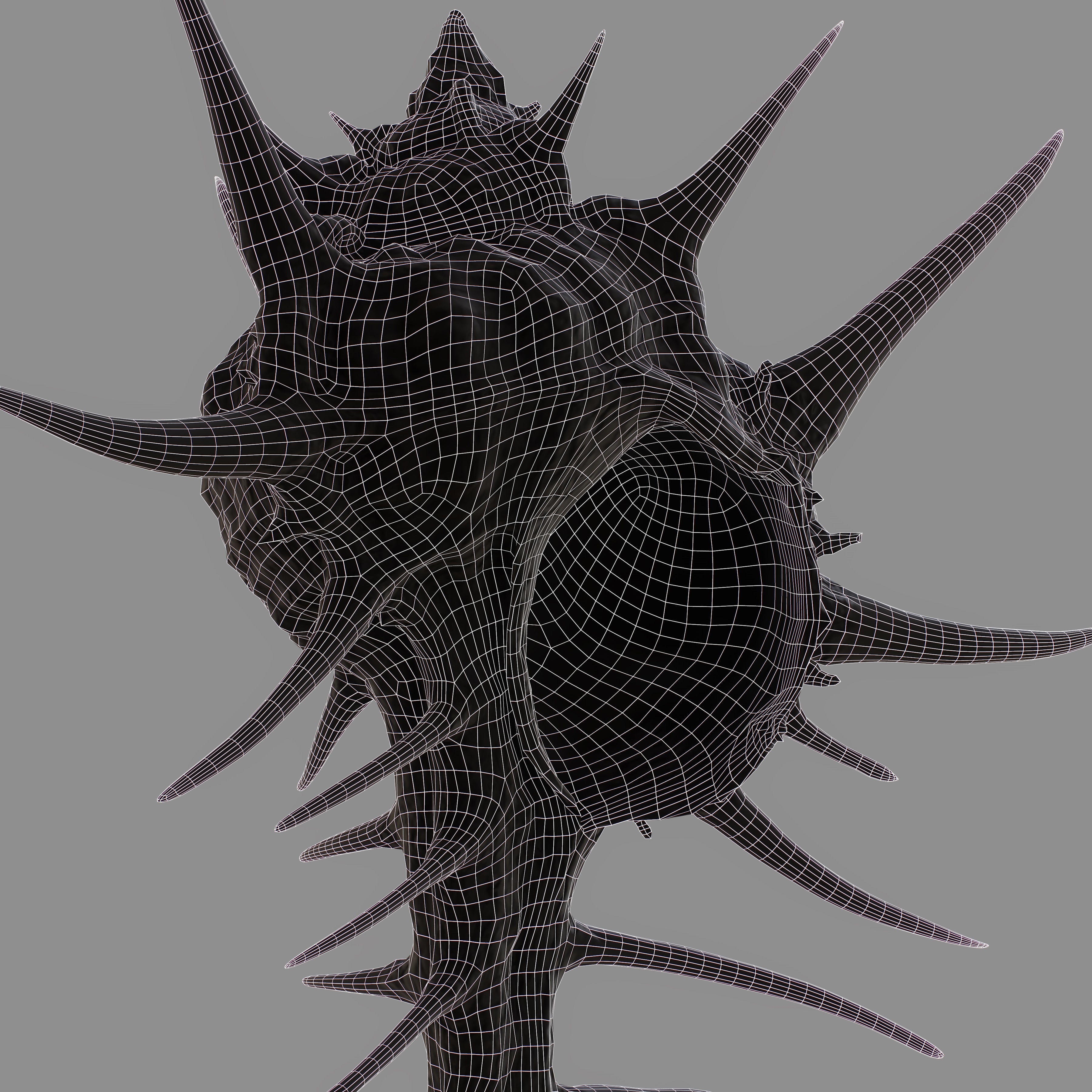 3D model 6 Sea Shell Collection Photorealistic VR / AR / low-poly ...