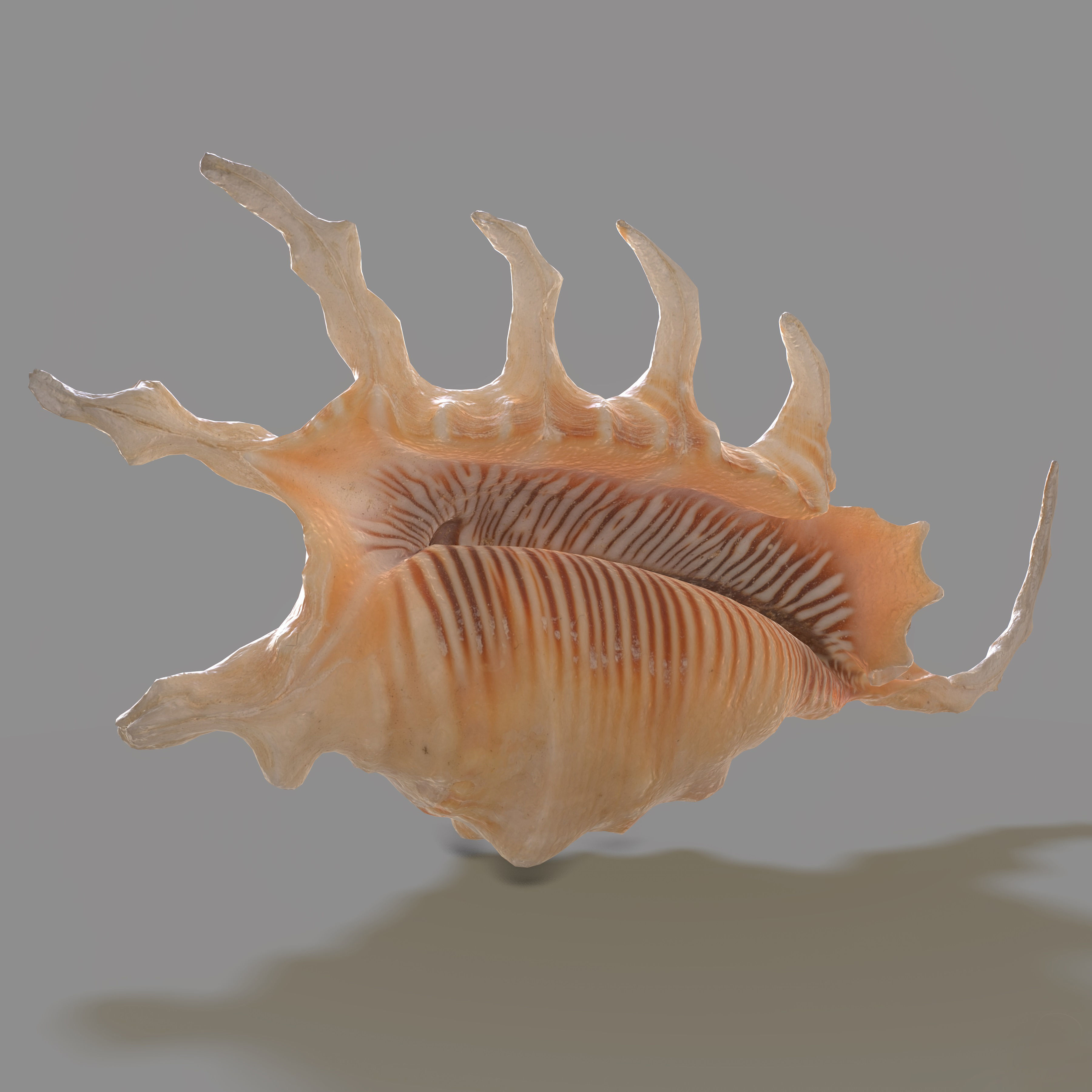 3D model 6 Sea Shell Collection Photorealistic VR / AR / low-poly ...
