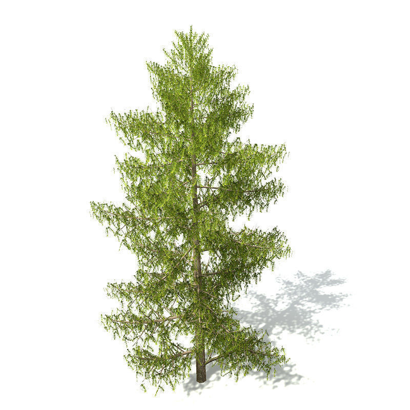 XfrogPlants European Larch 3D model | CGTrader