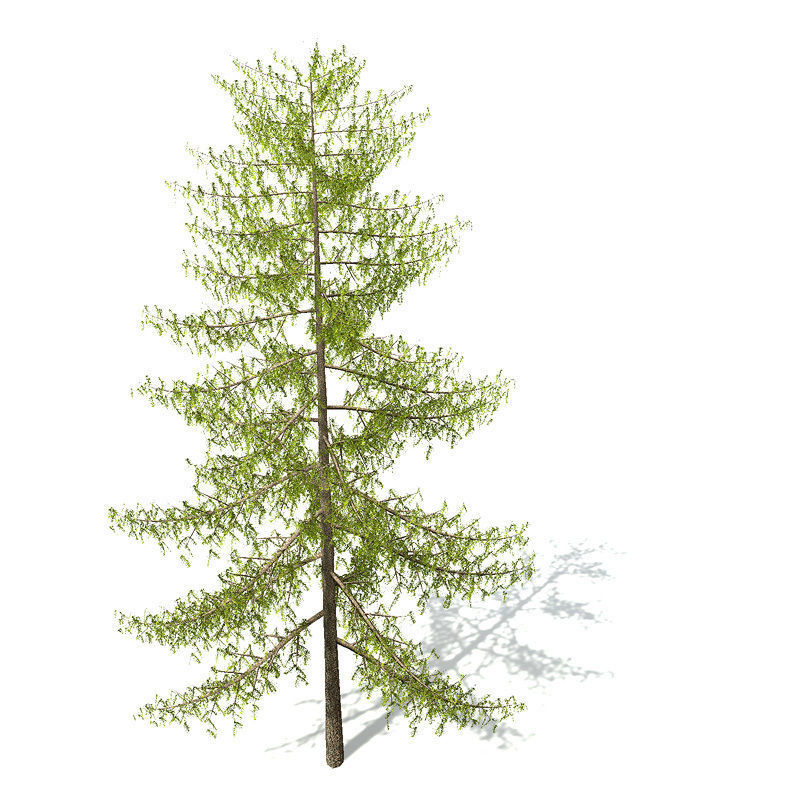 XfrogPlants European Larch 3D model | CGTrader