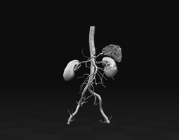 Kidney 3D Models | CGTrader