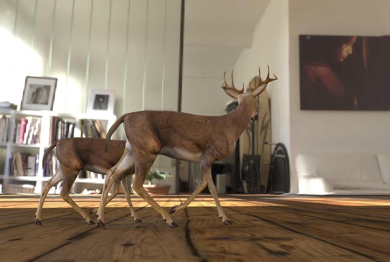 deer animated and alembic files also included 3D model animated rigged ...