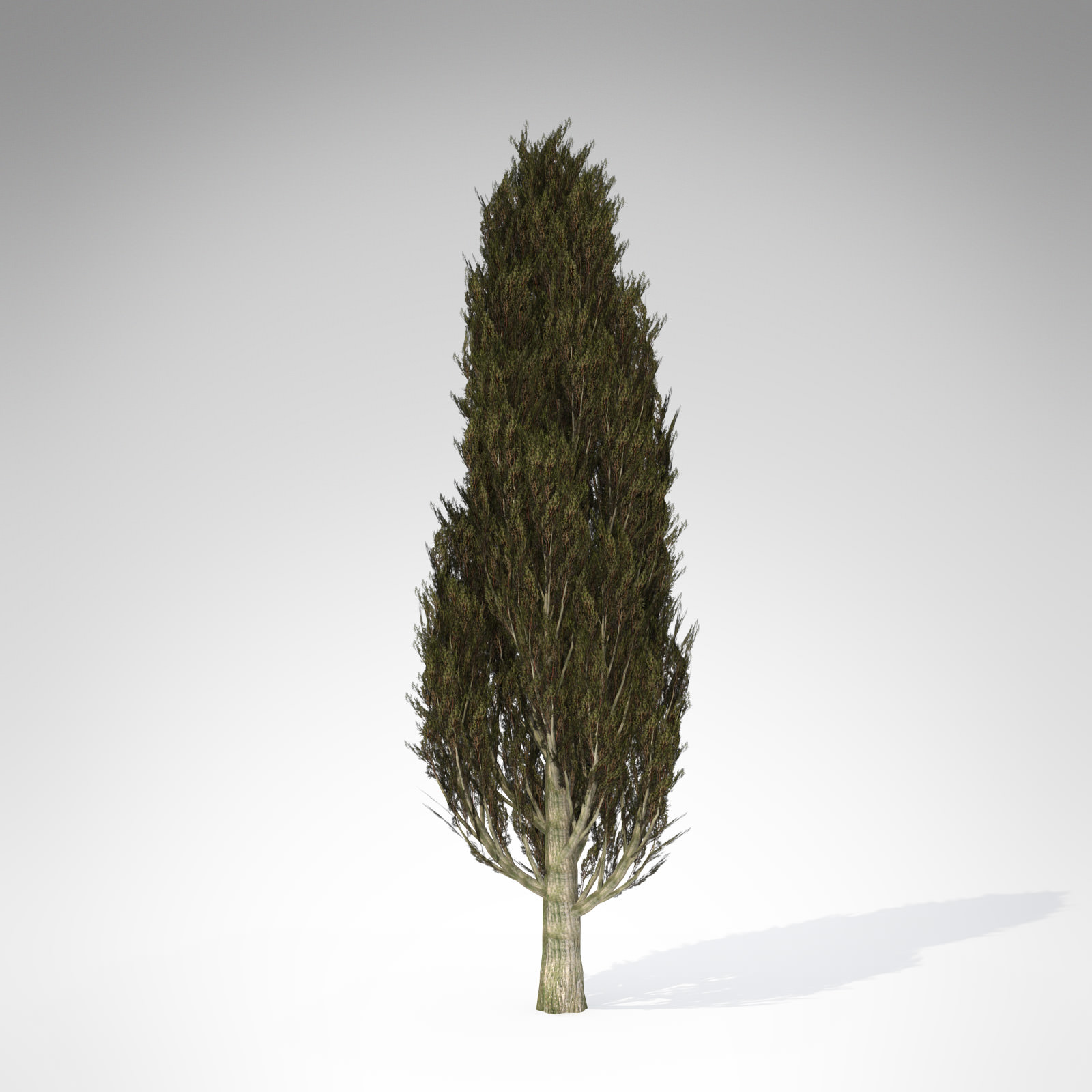 XfrogPlants Italian Cypress 3D model | CGTrader