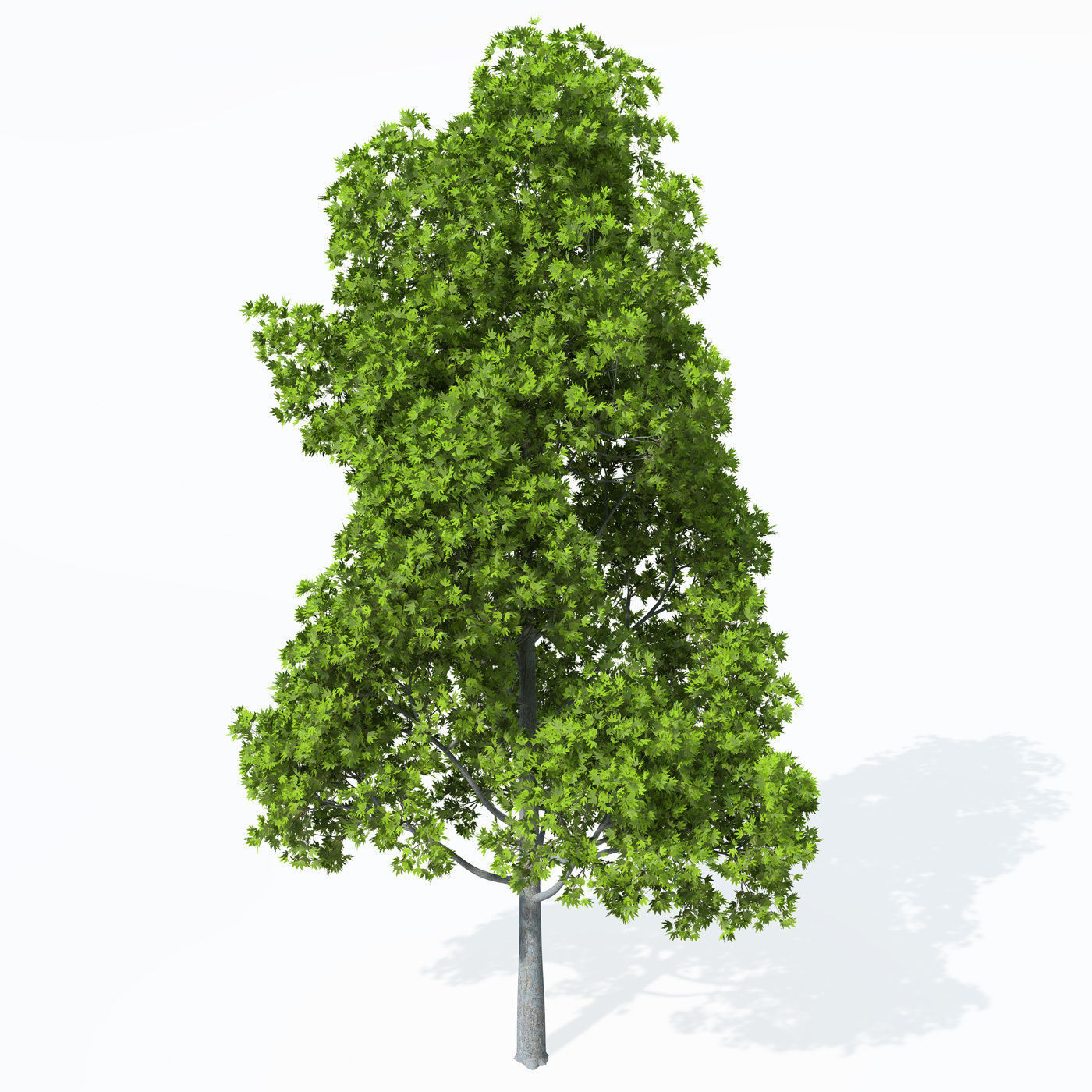 XfrogPlants Oriental Planetree 3D model | CGTrader