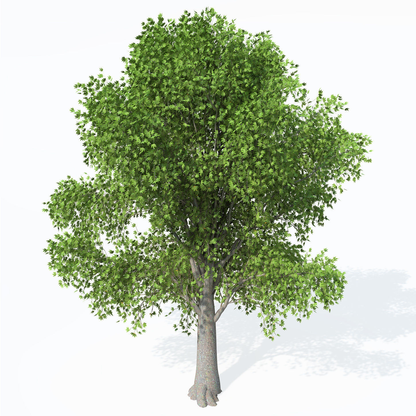 XfrogPlants Oriental Planetree 3D model | CGTrader