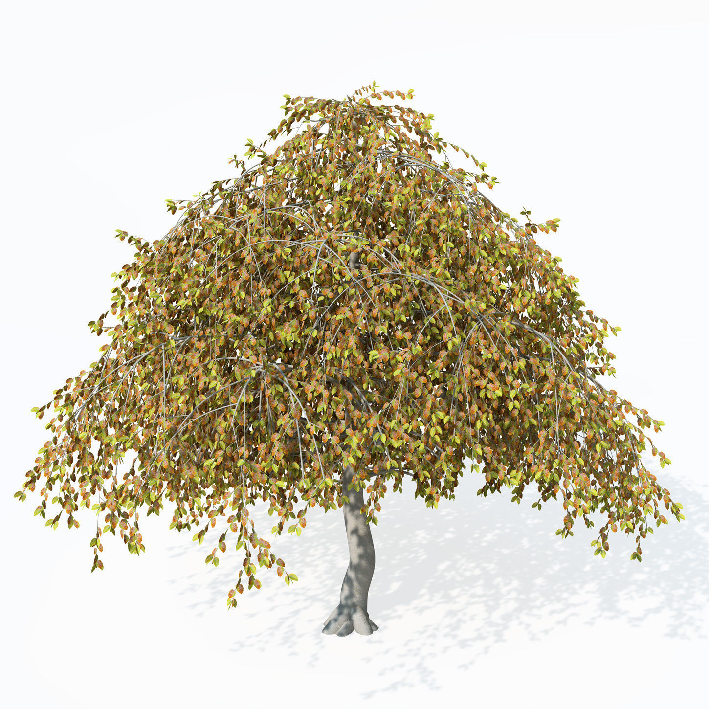 XfrogPlants Weeping European Beech 3D model | CGTrader