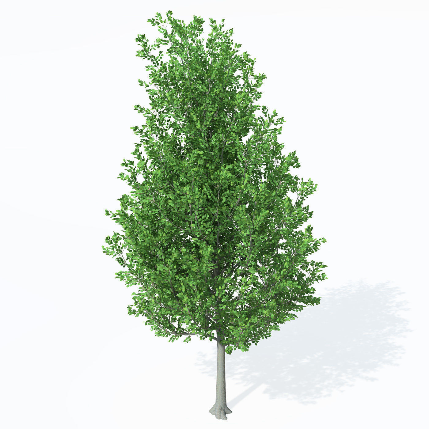 Xfrog Plants European Aspen 1 3D model | CGTrader
