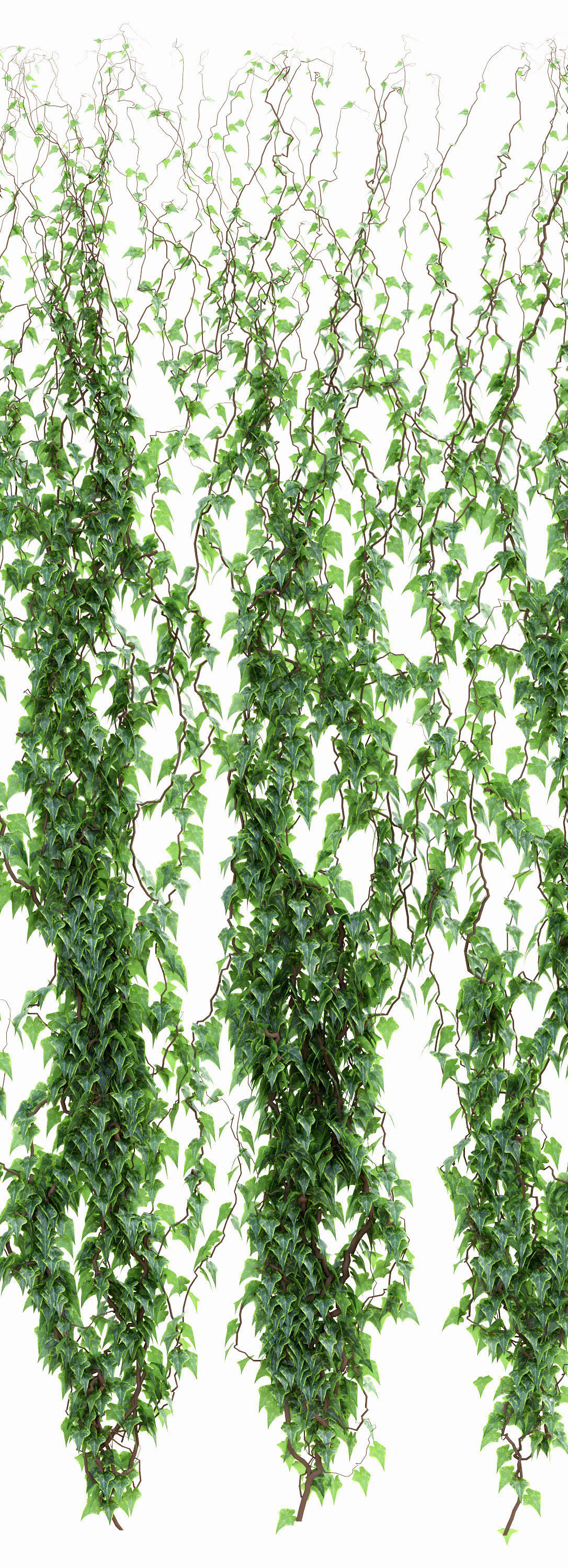 6 models of leaf ivy wall 3D model | CGTrader