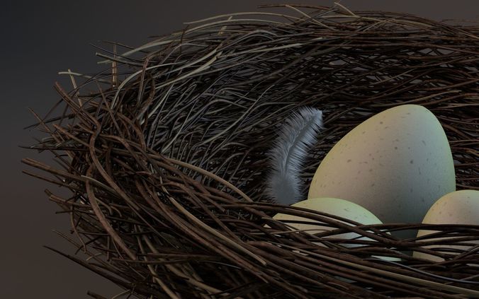 Bird nest 3D model | CGTrader