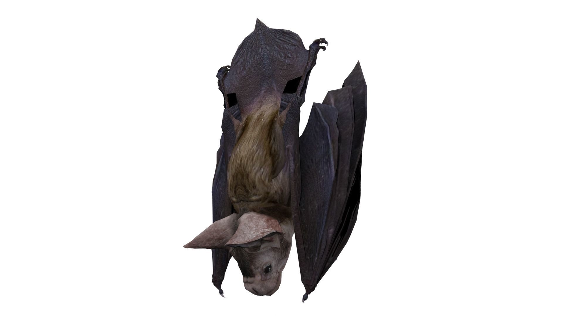 3D model Vampire Bat Animated VR / AR / low-poly rigged animated | CGTrader