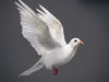 White Dove Animated 3D model animated rigged | CGTrader