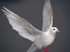 White Dove Animated 3D model animated rigged | CGTrader