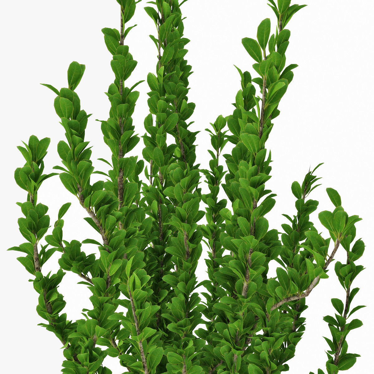 Buxus Sempervirens 3D model rigged | CGTrader