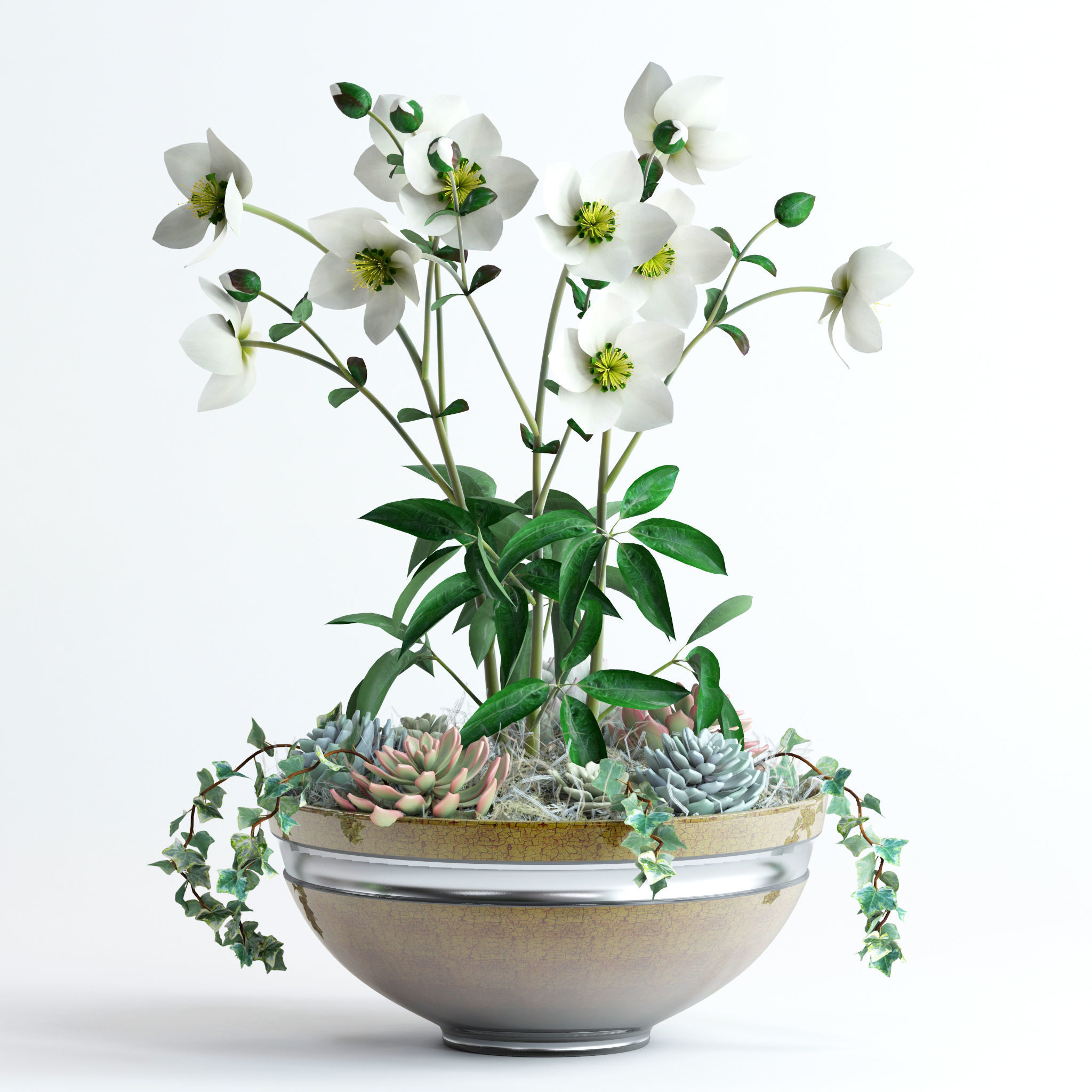 Hellebores and succulents in bowl 3D model | CGTrader