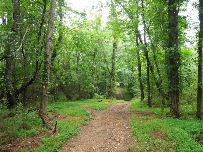 Mount Airy Nature Reference Pack free 3D model | CGTrader