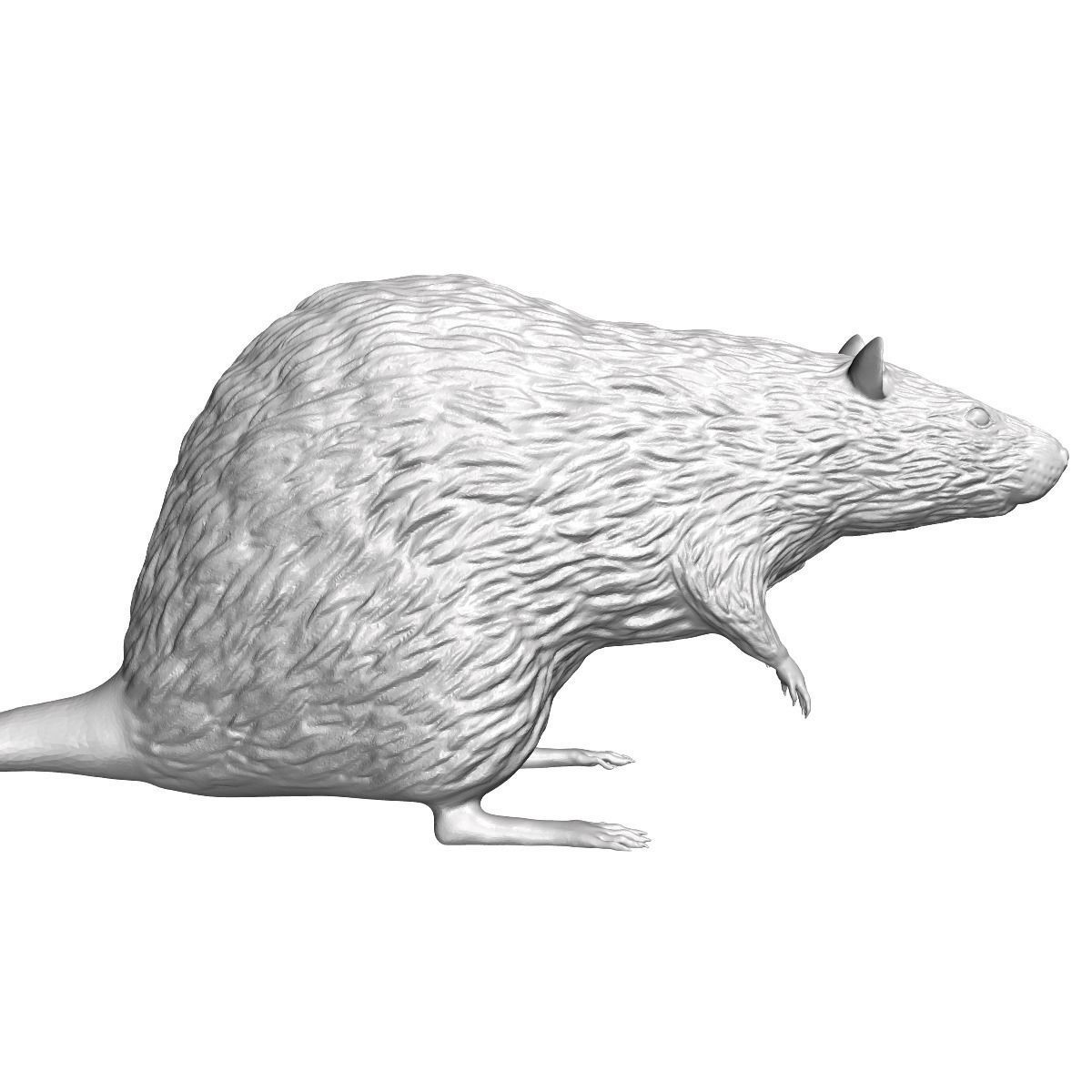 rat printable free 3D model 3D printable | CGTrader