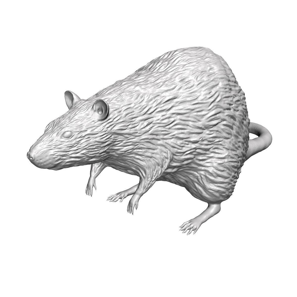 rat printable free 3D model 3D printable | CGTrader