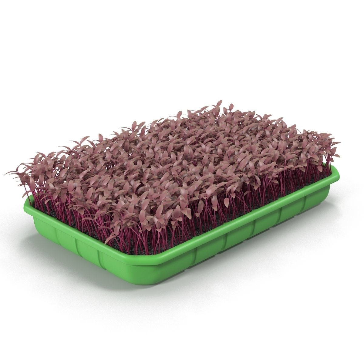 Seedlings Tray 3D model | CGTrader
