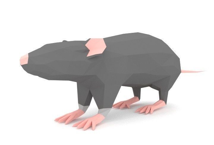 Rat LOW POLY 3D asset | CGTrader