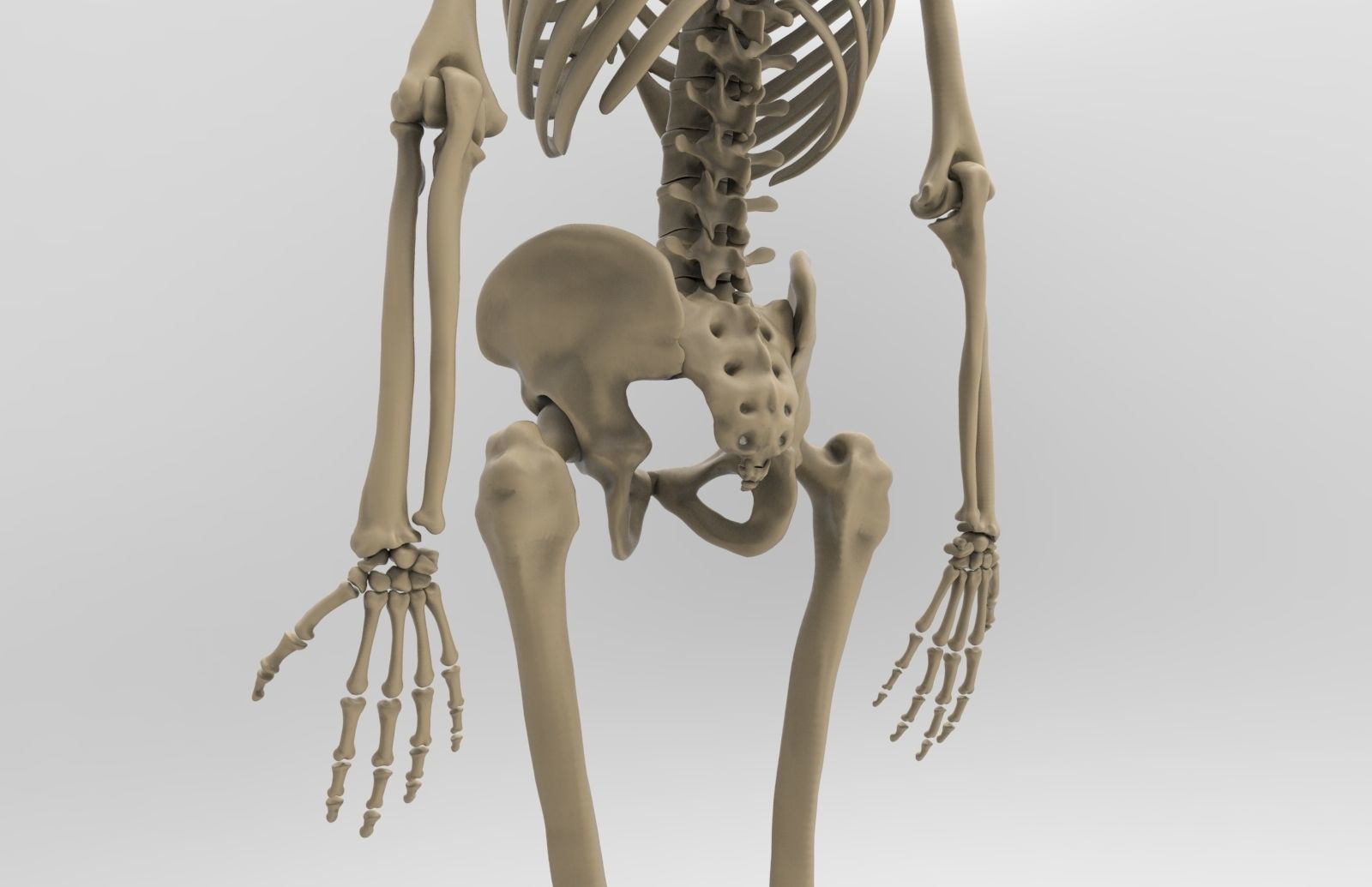 Human Skeletal System 3D model | CGTrader