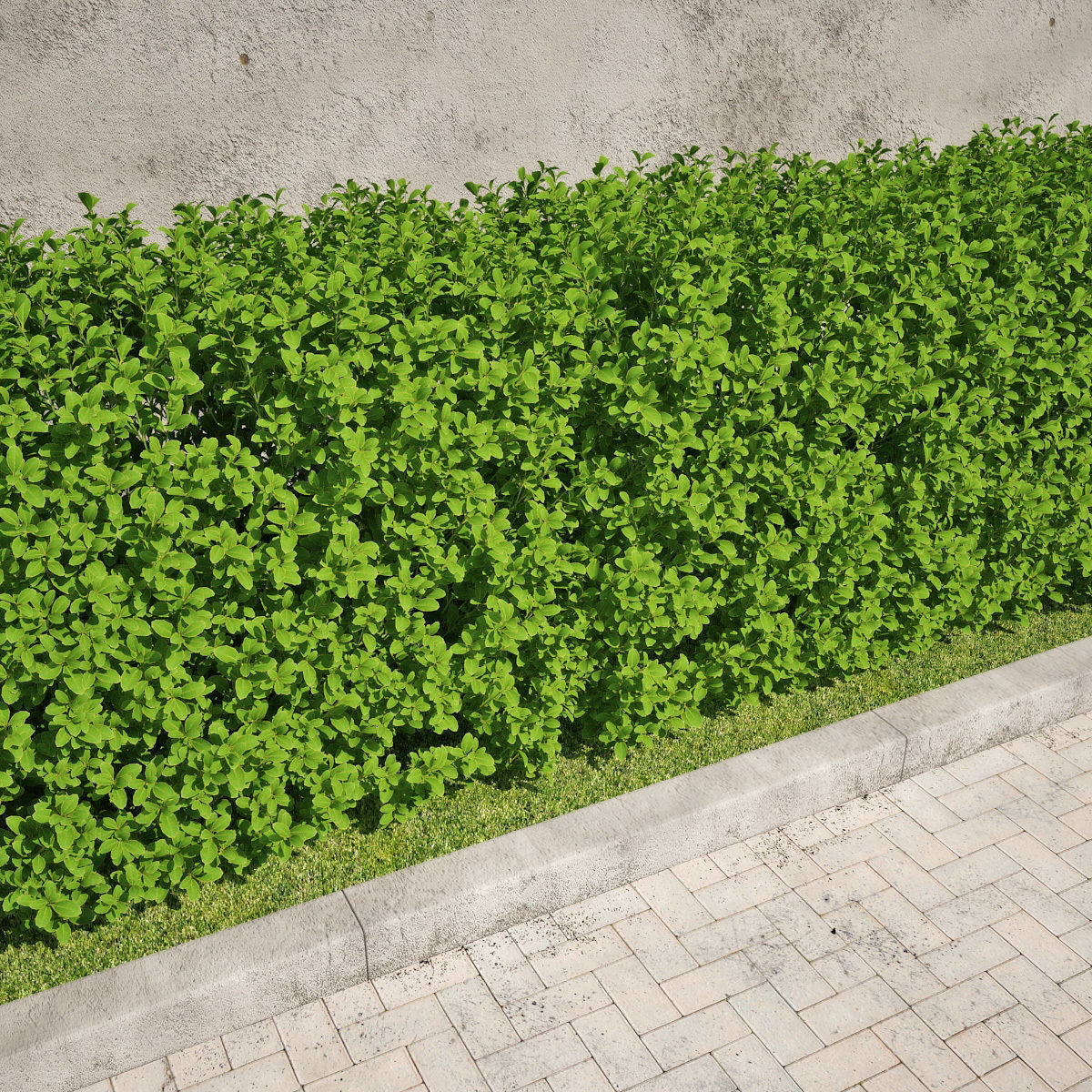 Hedge 02 3D model | CGTrader