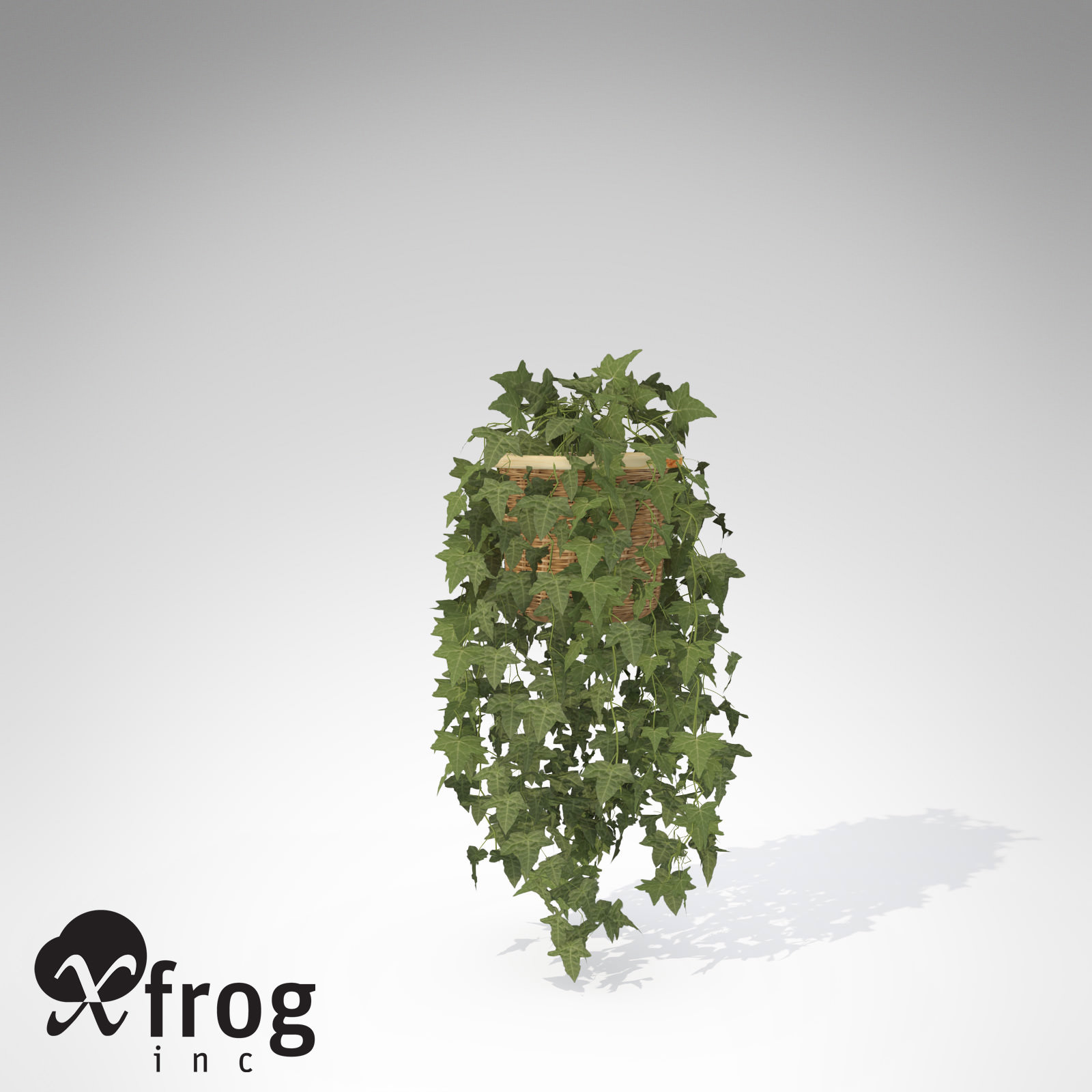 XfrogPlants Common Ivy 3D model | CGTrader
