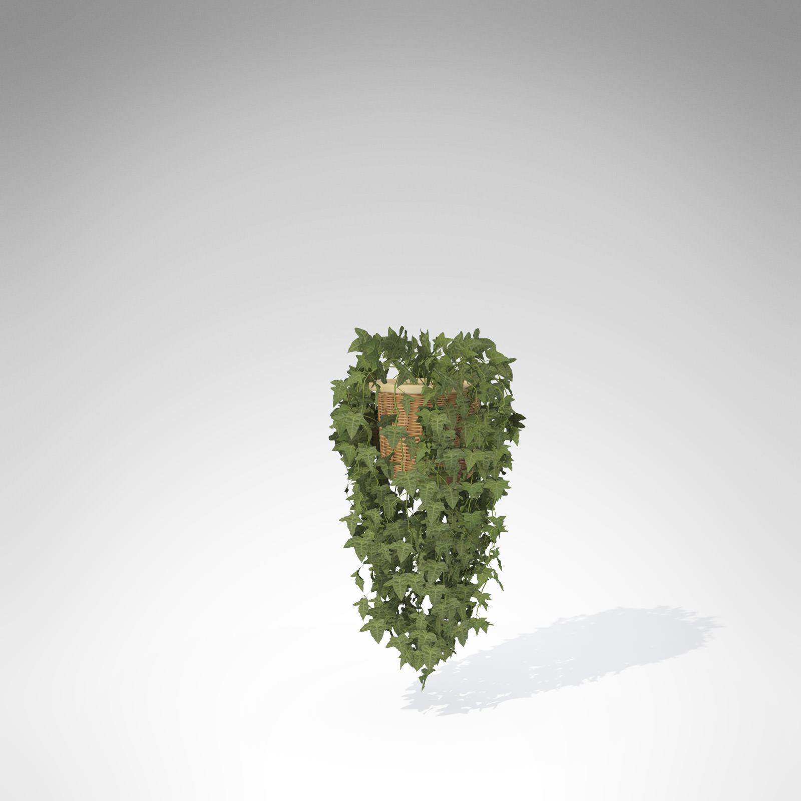 XfrogPlants Common Ivy 3D model | CGTrader