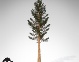 Sequoia 3D Models | Download 3D Sequoia files | CGTrader.com