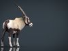 3D model Realistic Oryx VR / AR / low-poly | CGTrader