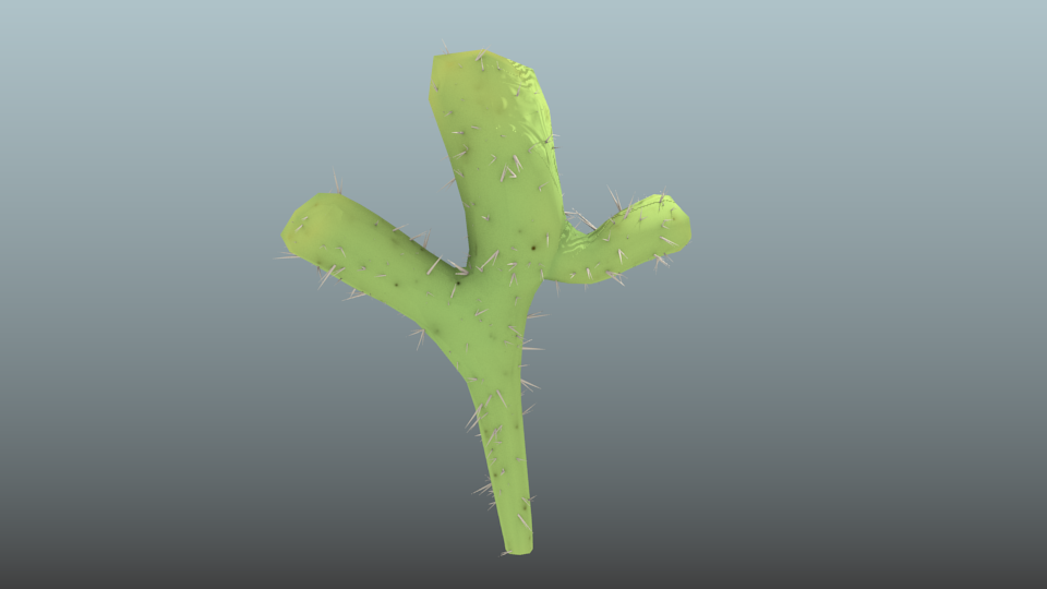 Cactus free 3D model | CGTrader