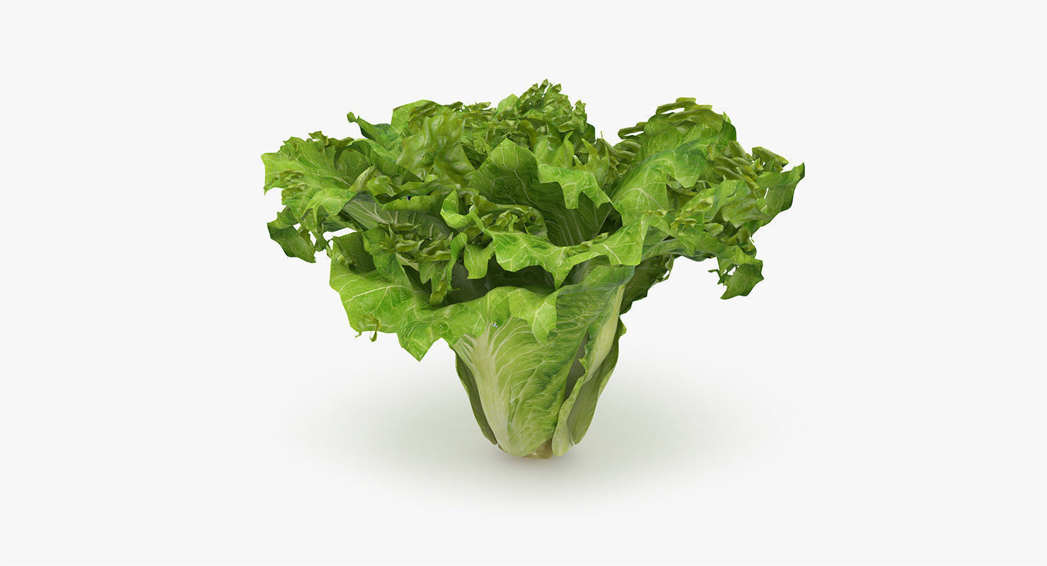 Lettuce 3D model | CGTrader