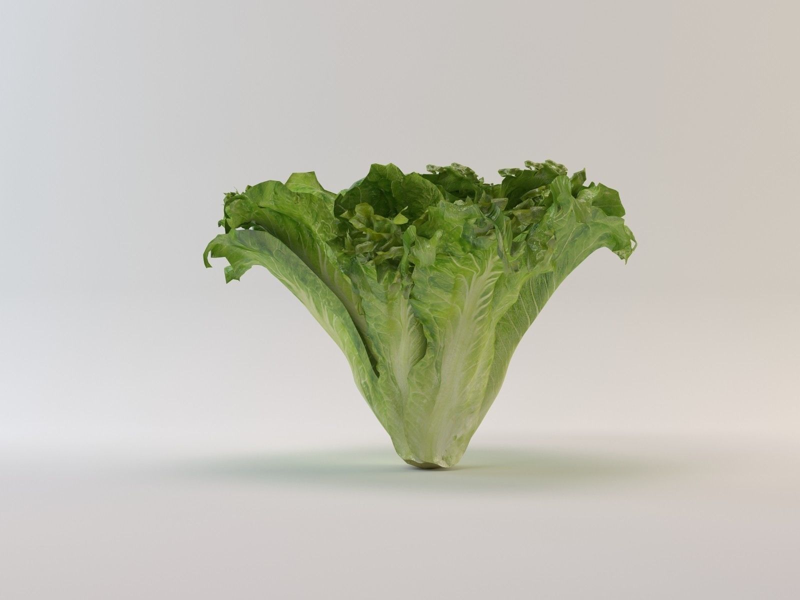Lettuce leaf of 3D model | CGTrader