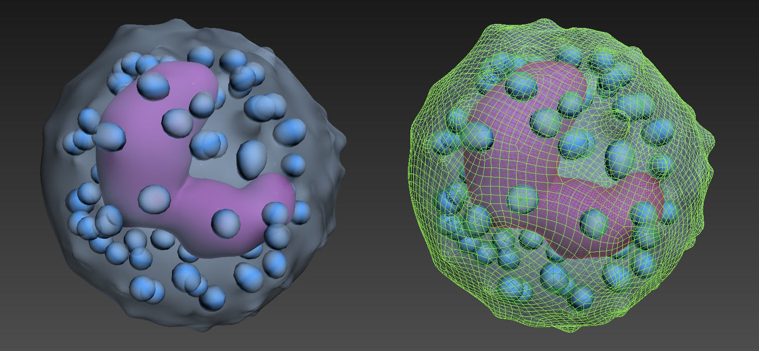 White Blood Cells 3D model | CGTrader