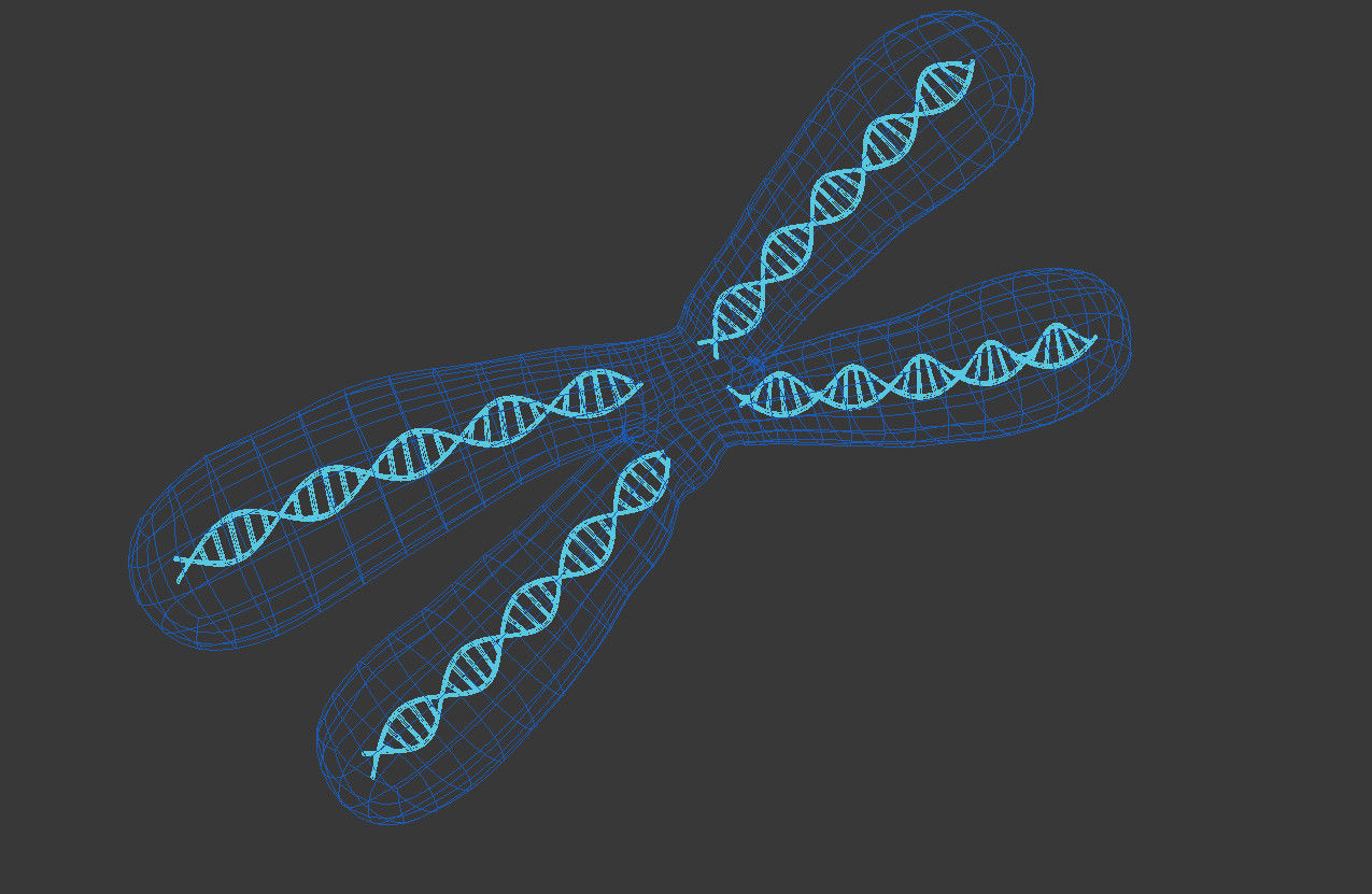 Detailed Chromosome 3D model | CGTrader