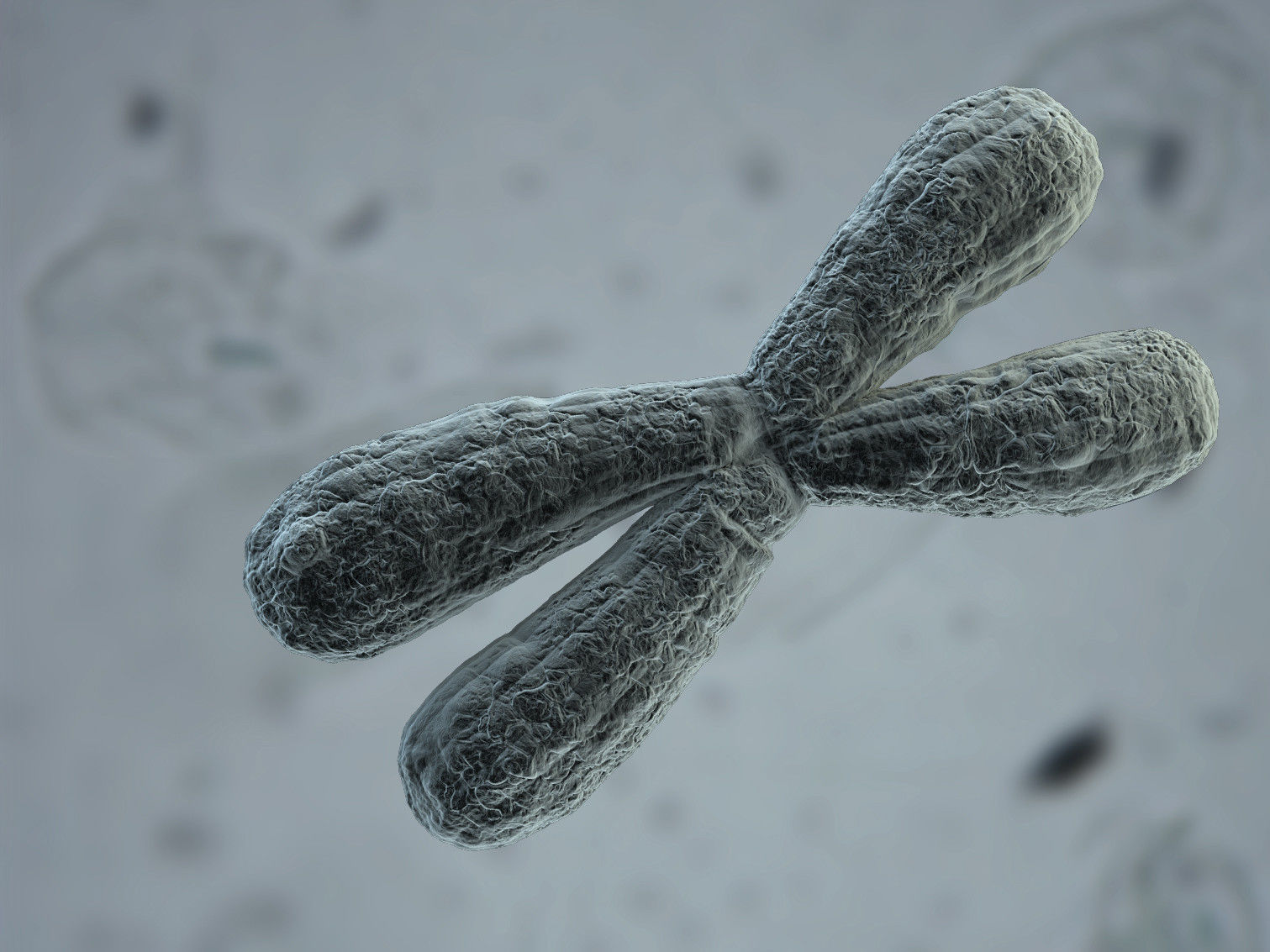 Detailed Chromosome 3D model | CGTrader
