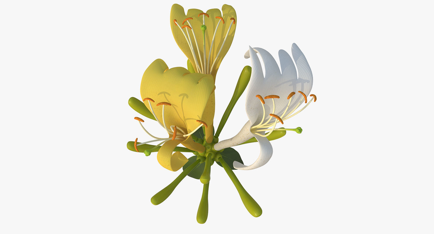 Honeysuckle Flower 3D model | CGTrader