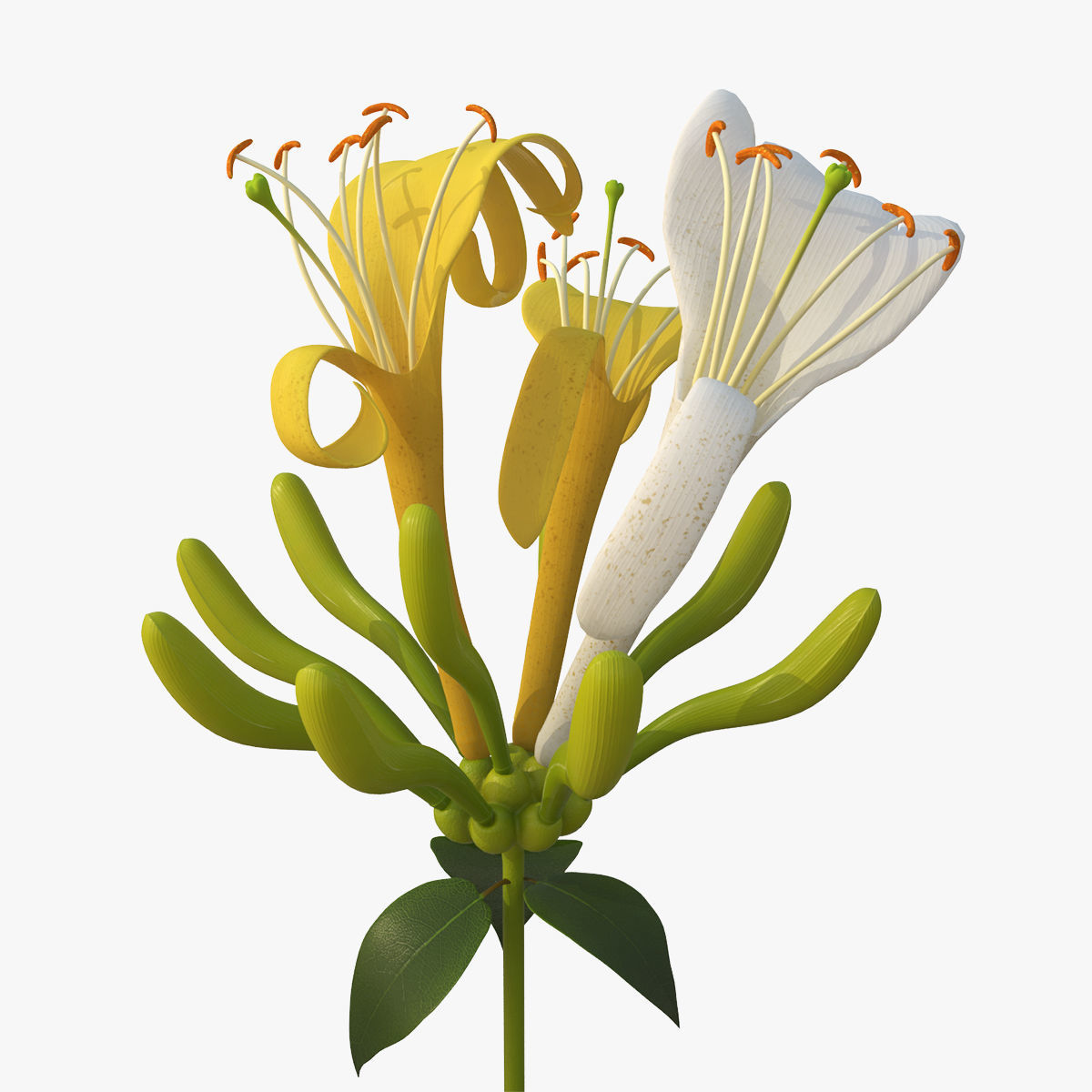 Honeysuckle Flower 3D model | CGTrader