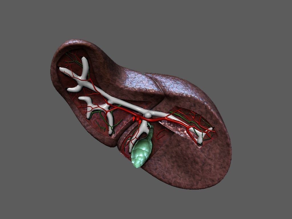 3D model Cross Section Human Liver VR / AR / low-poly animated | CGTrader