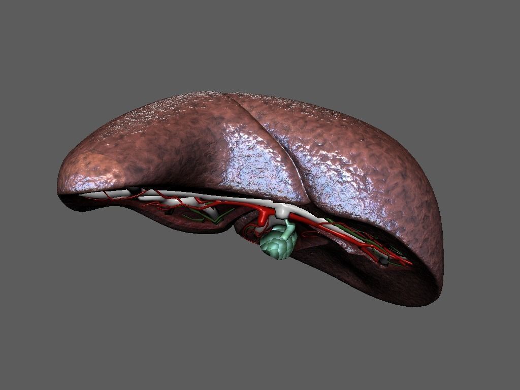 3D model Cross Section Human Liver VR / AR / low-poly animated | CGTrader