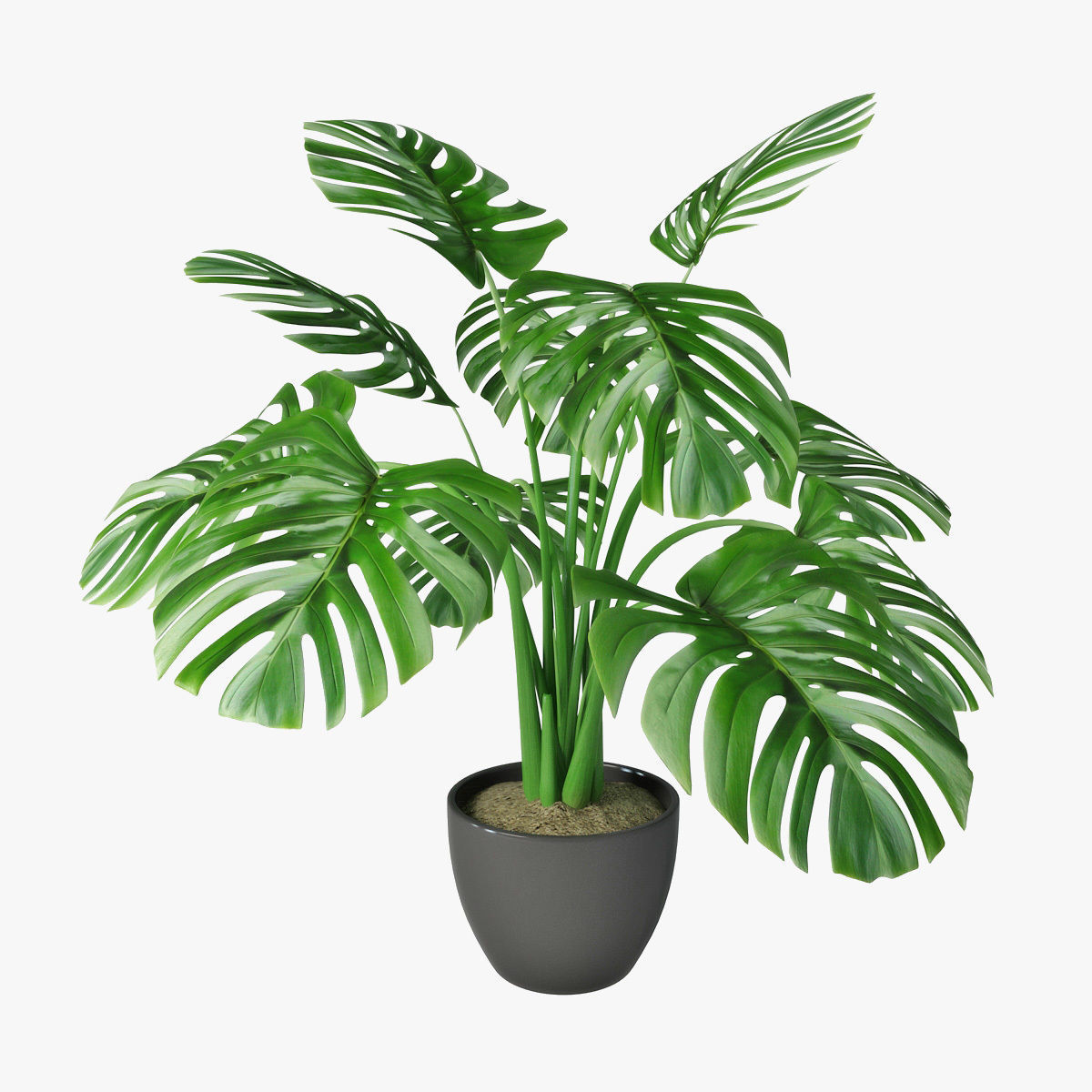 Monstera 3D model | CGTrader