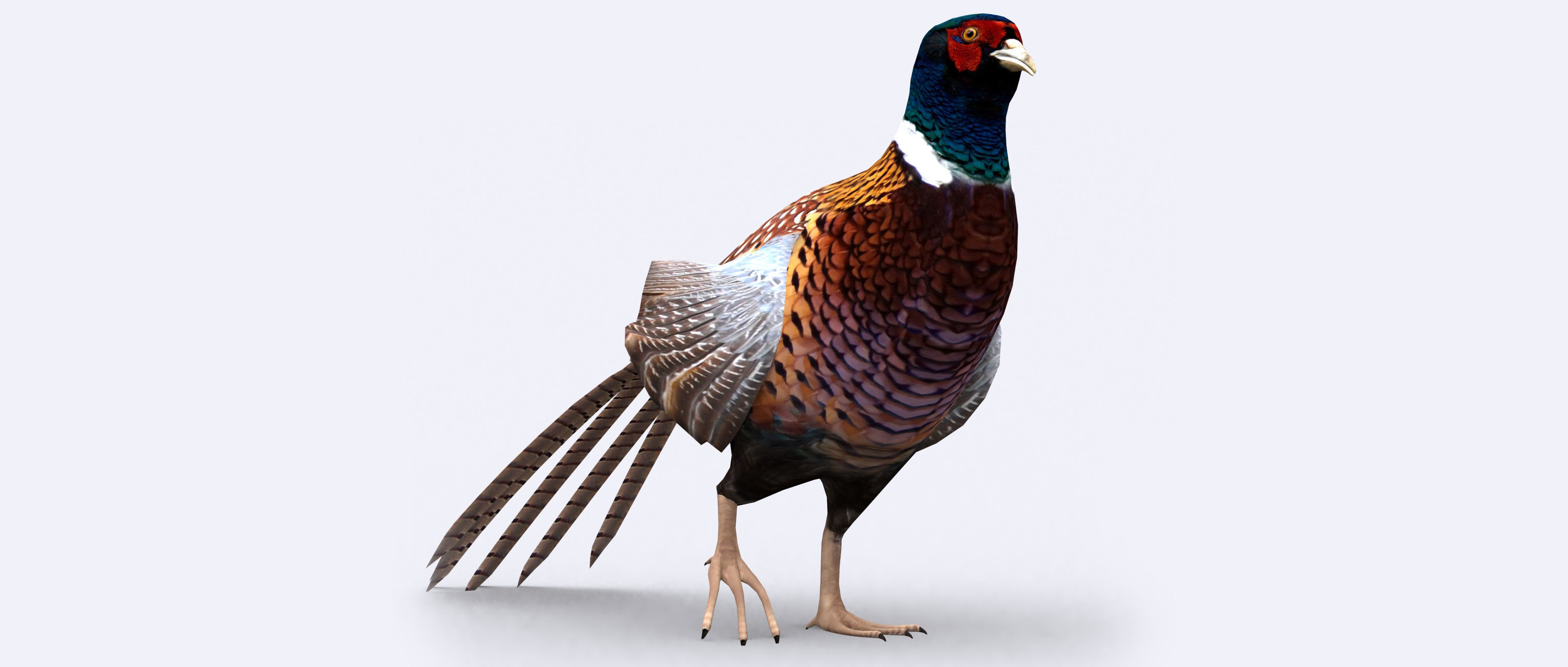 3D model 3DRT - Pheasant VR / AR / low-poly rigged animated | CGTrader