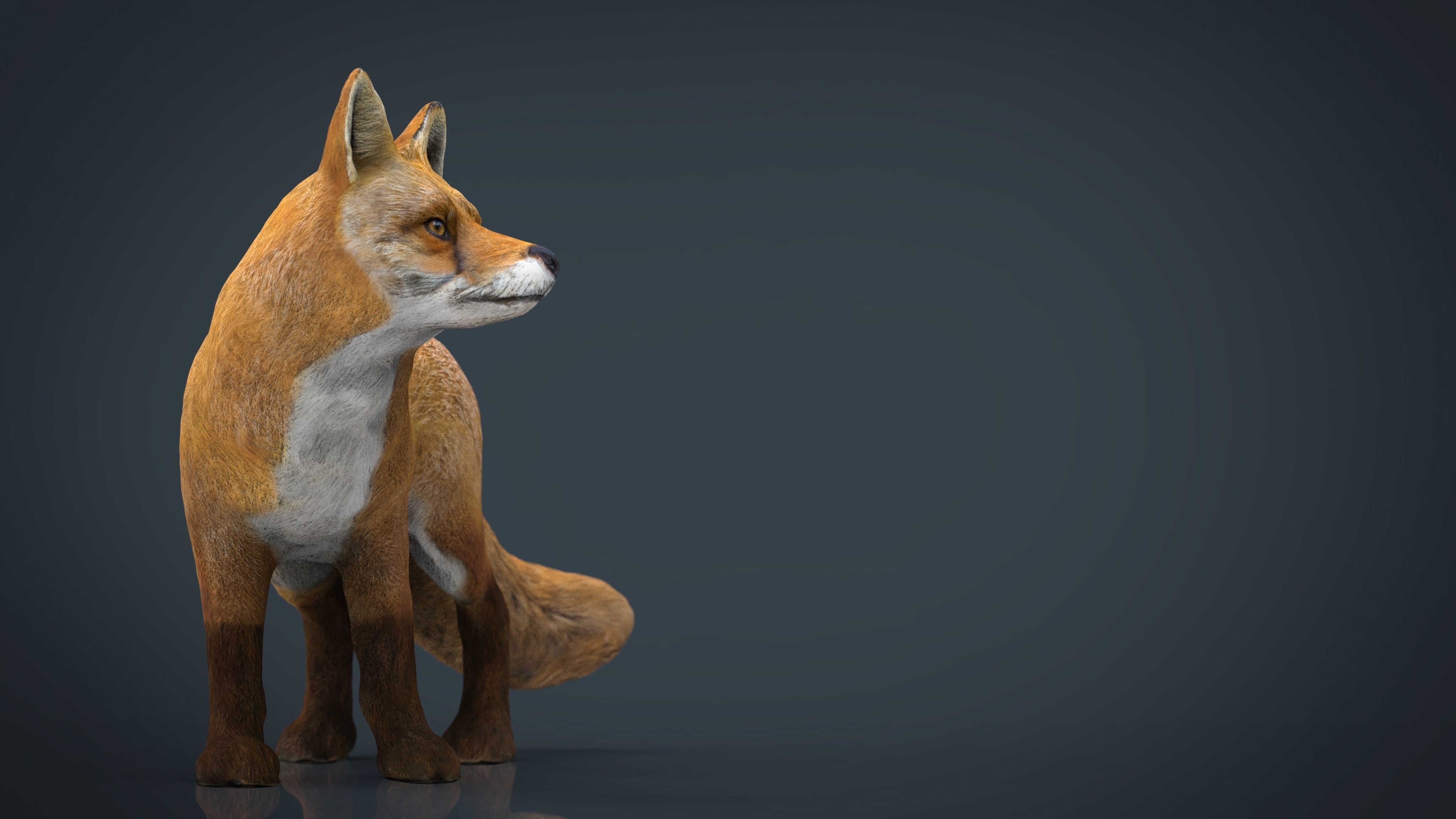 3D model Realistic Fox VR / AR / low-poly | CGTrader