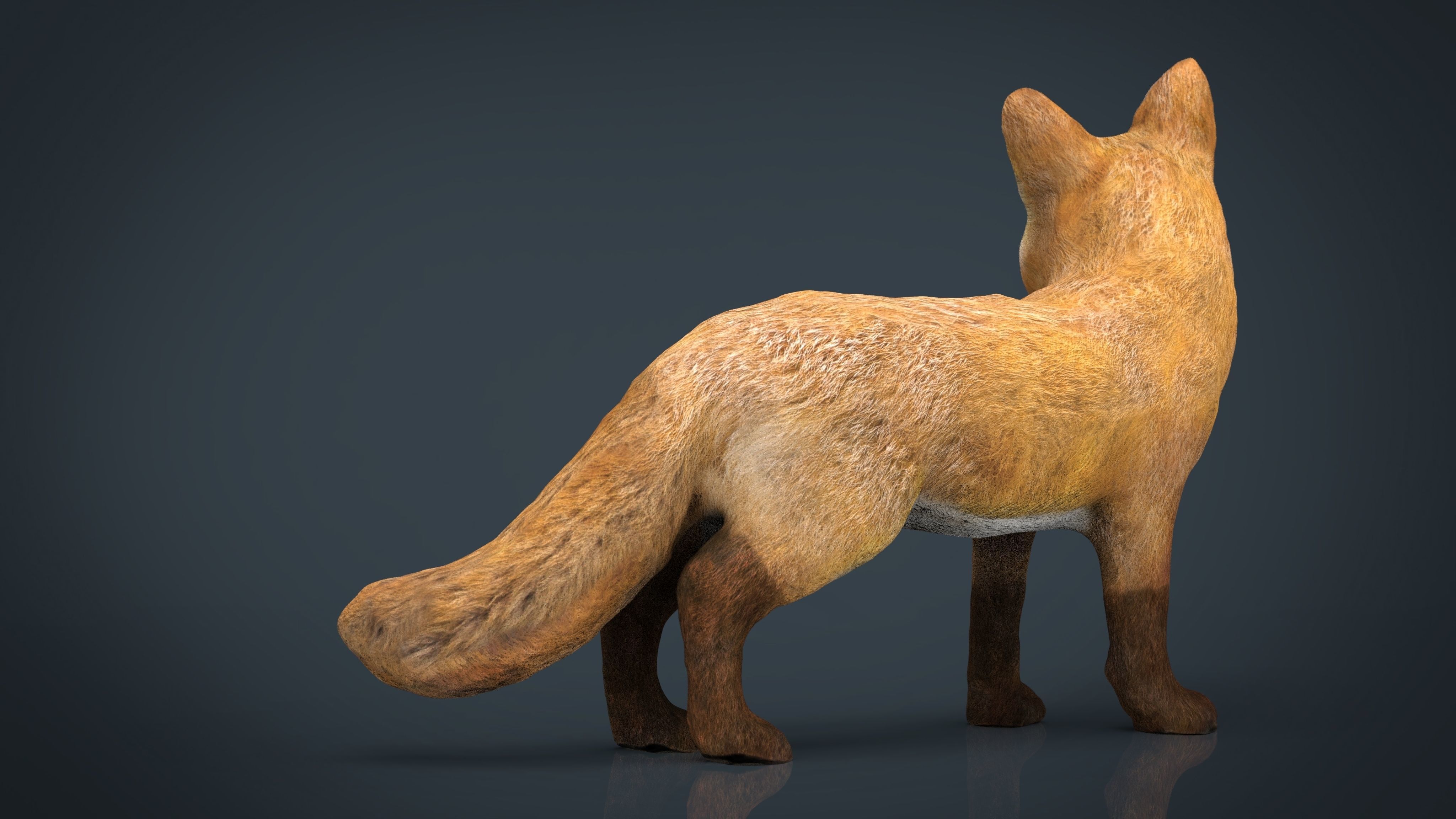 3D model Realistic Fox VR / AR / low-poly | CGTrader