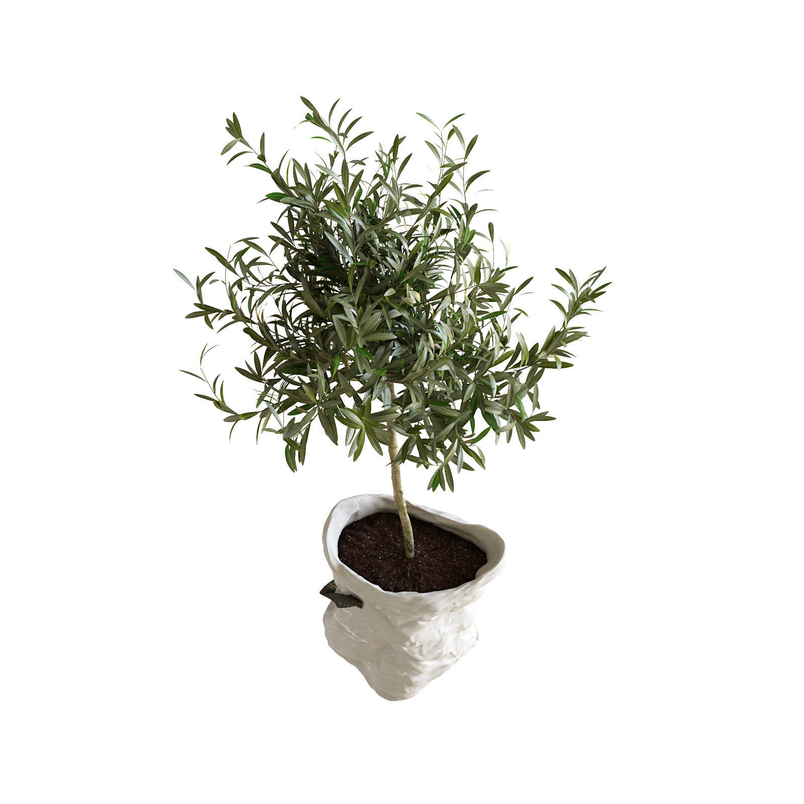 Olive tree in bag 3D model | CGTrader