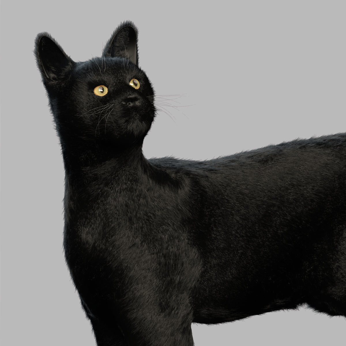 Black cat 3D model | CGTrader
