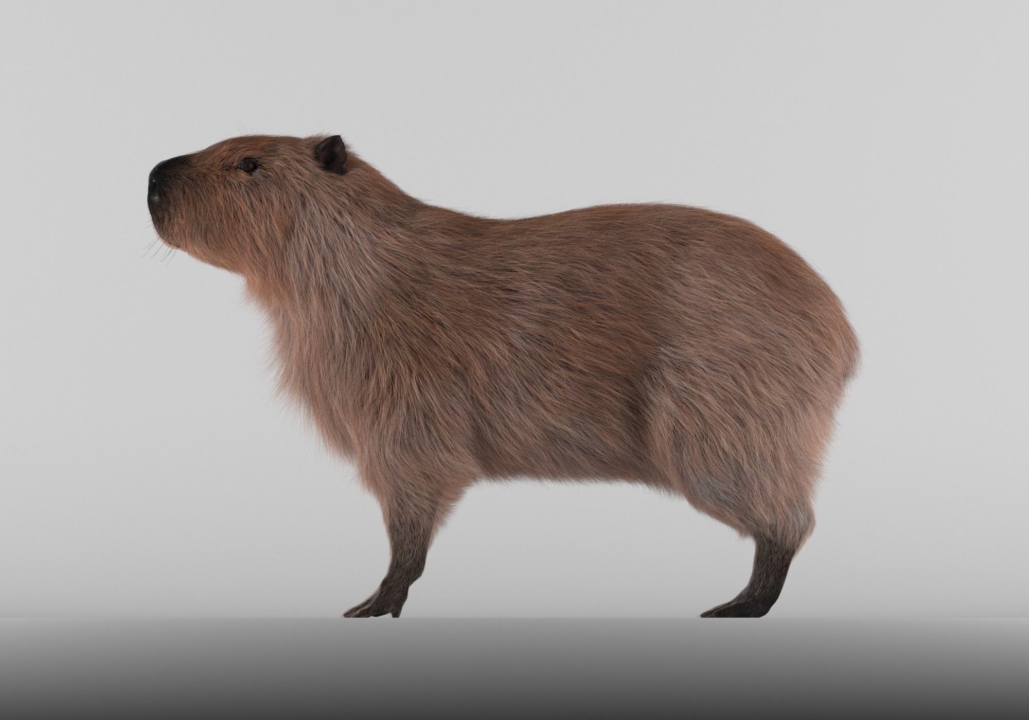 Capybara 3D model | CGTrader
