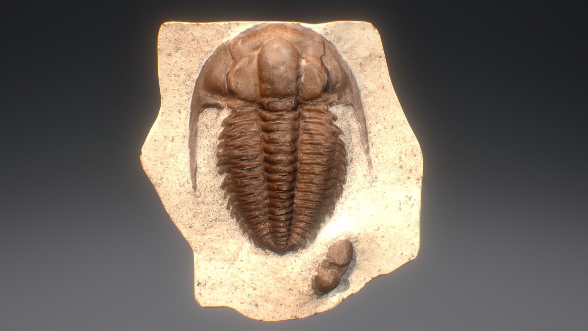 3D model Fossil trilobite BERGERONIELLUS DELGADELLA VR / AR / low-poly FBX